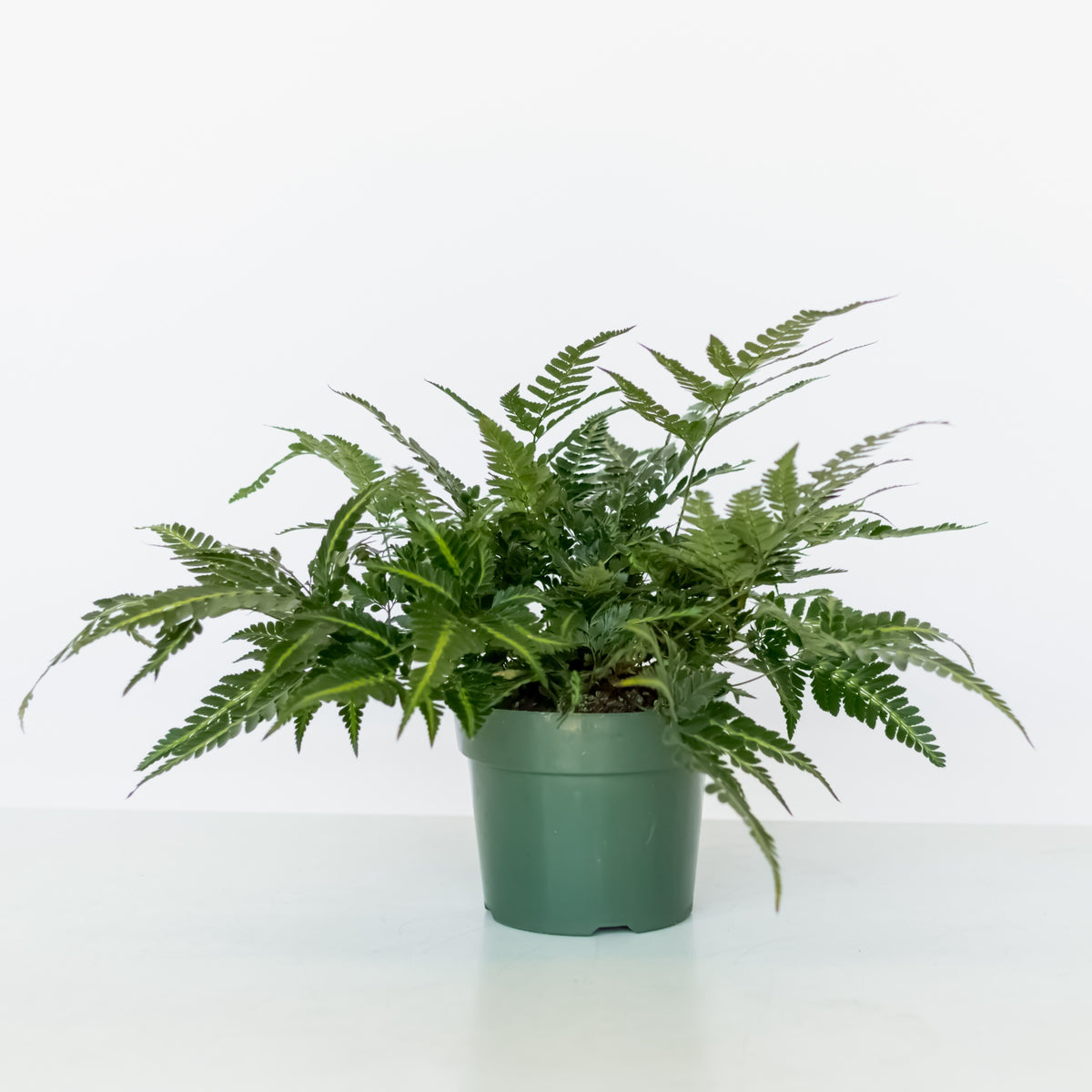 Indian Holly Fern - Medium – Native Poppy