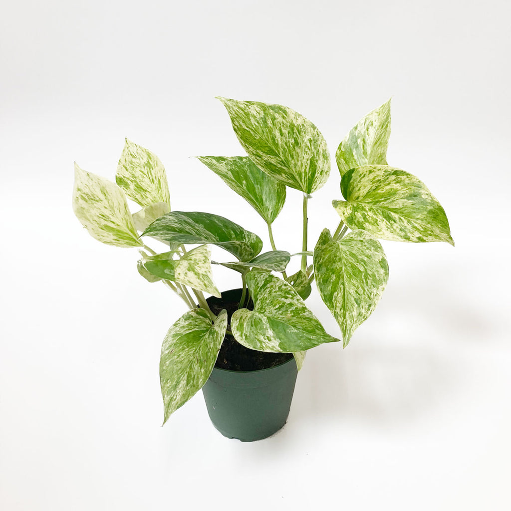 Variegated Pothos Plant - Small – Native Poppy