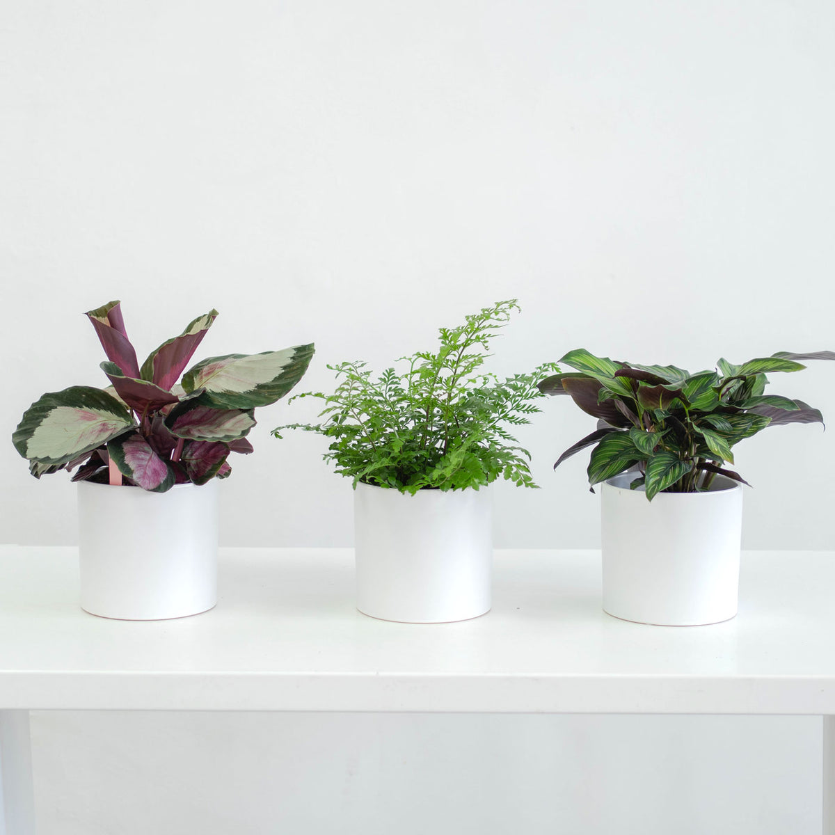 Plant Lover's Pick – Native Poppy